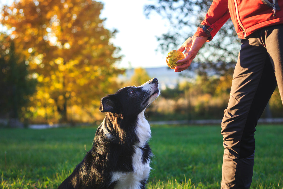 How To Train a Dog to Do Anything in These 7 Easy Steps