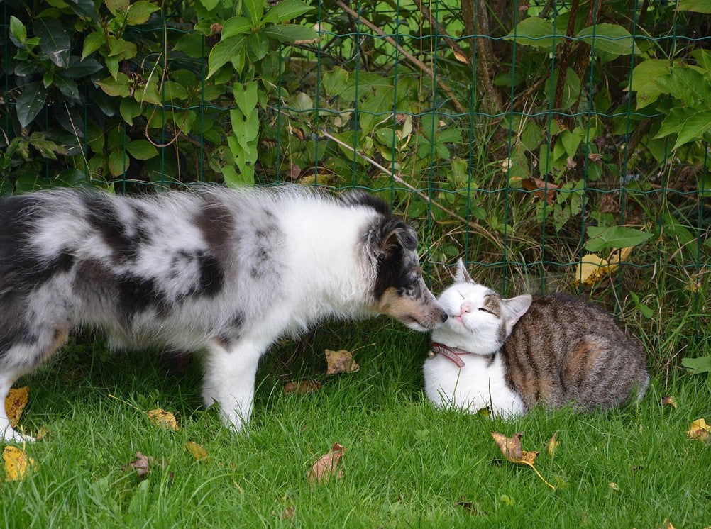 Top Antibiotics for Dogs and Cats: What’s Safe and Effective