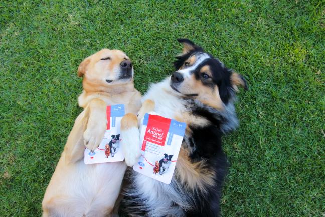 Shop Antinol Products for Dogs and Cats