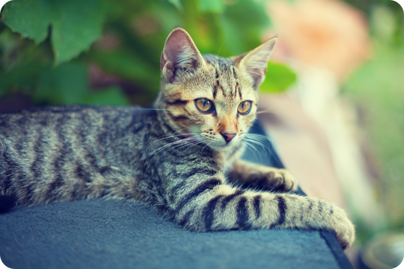 Shop All Cat Products | Pet PA