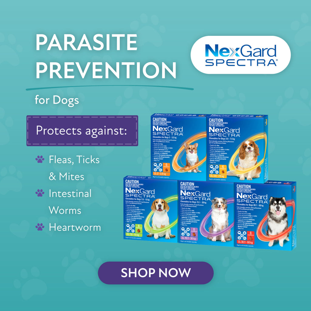 Your PetPA | Best Pet Care and Support for Pet Parents Online – Your Pet PA